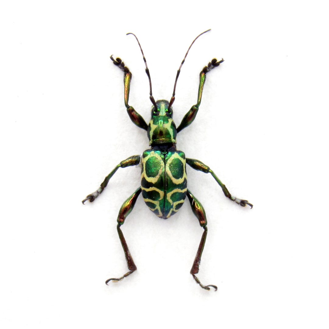 Rare Metallic Green Longhorn Weevil Mimic Beetle Framed Specimen ...
