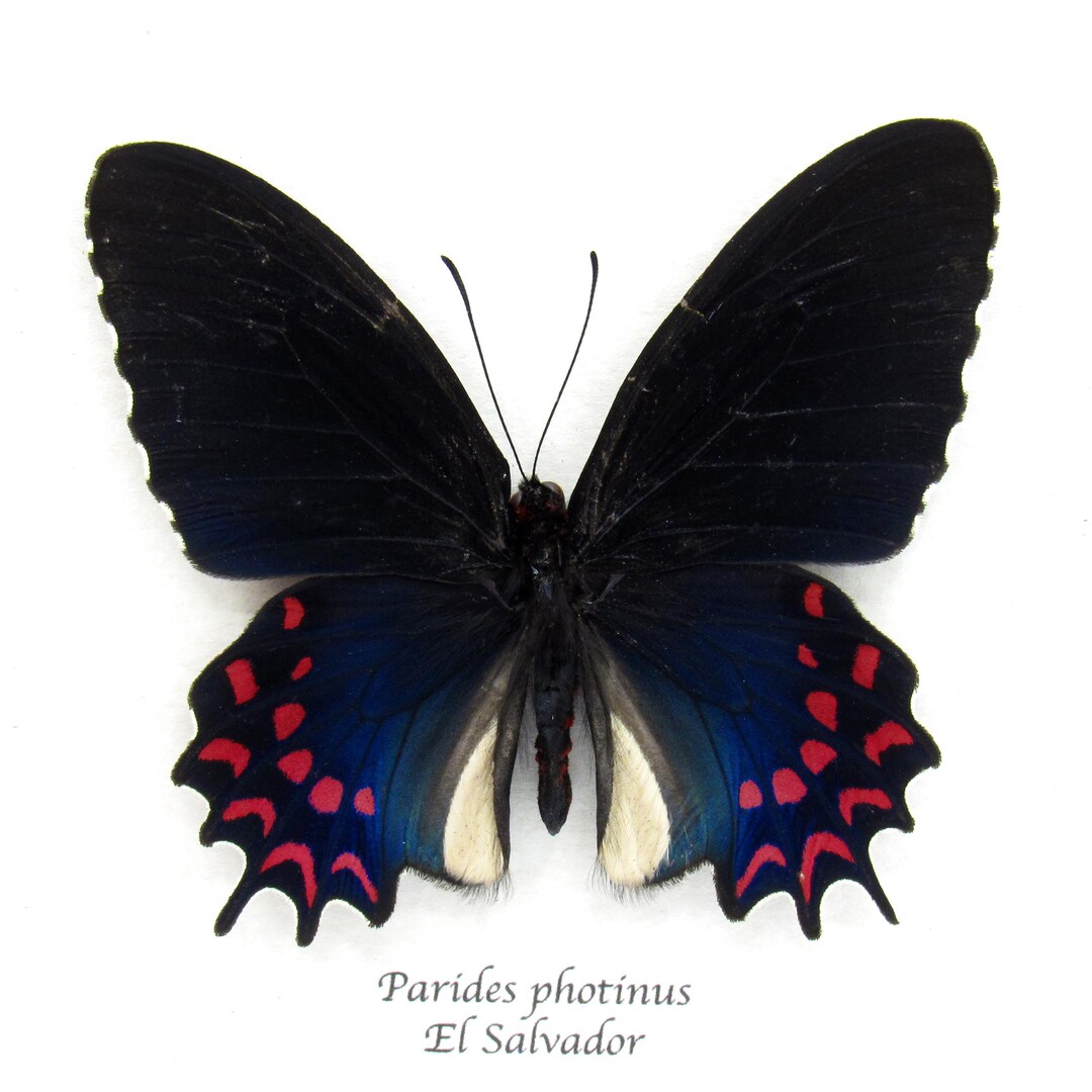 Rare Iridescent Framed Cattleheart Butterfly Taxidermy - Parides ...