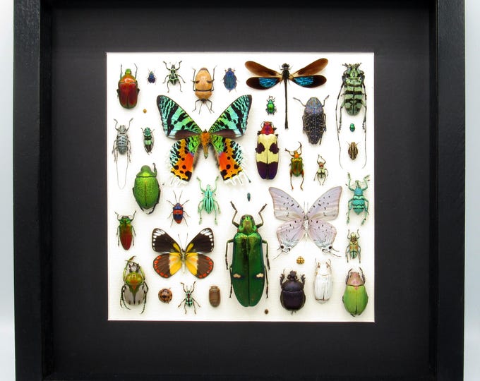 Framed Real Insect Collection - Beetles, Butterflies, Dragonfly, Sunset ...