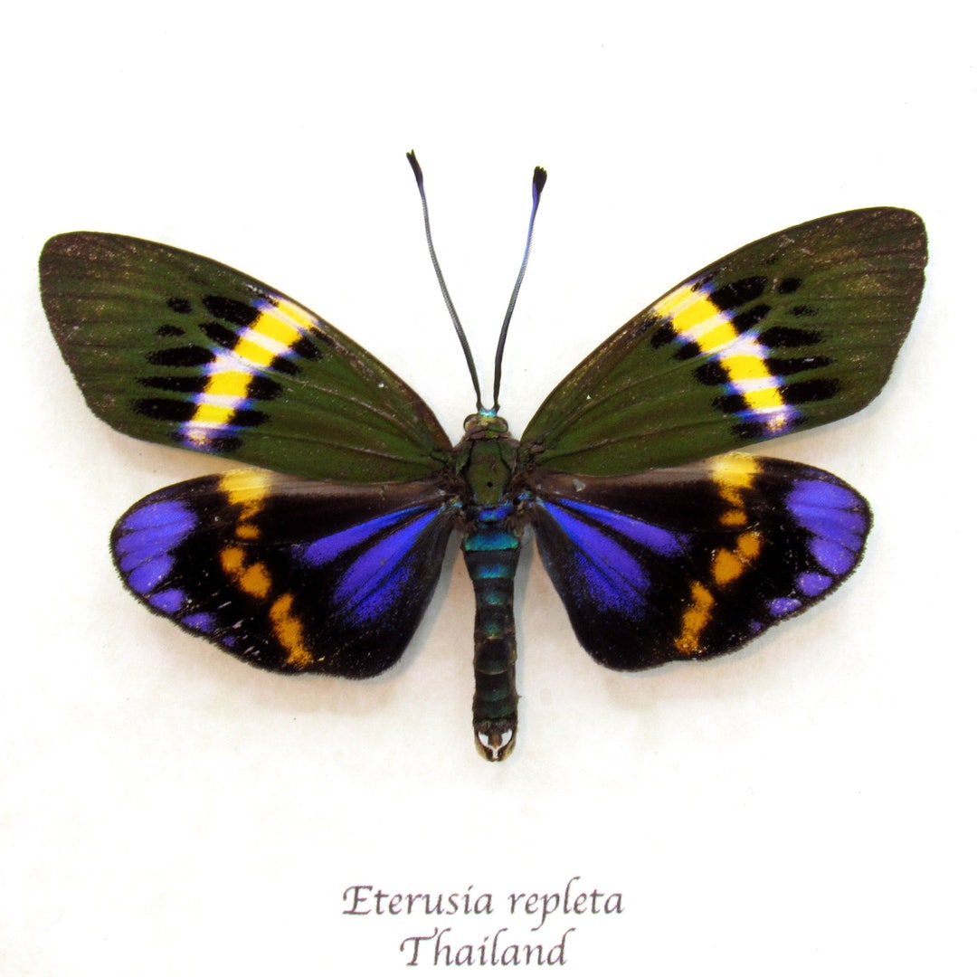 Real Metallic Day Moth Framed Taxidermy - Eterusia Repleta - Etsy