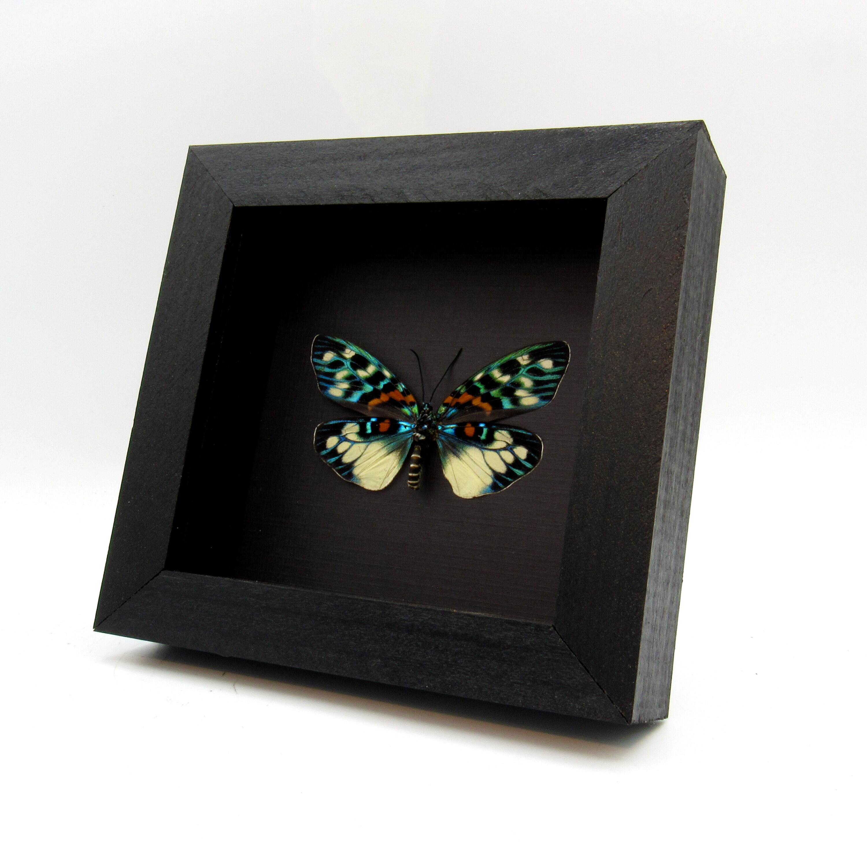 Real Metallic Day Flying Moth Framed Taxidermy - Erasmia Pulchera ...