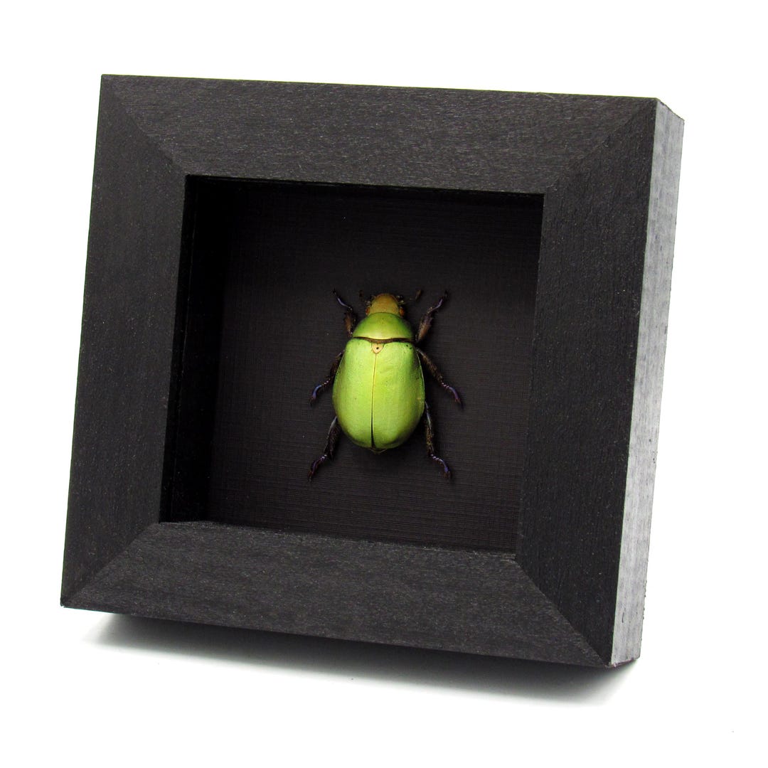 Real Rainbow Legged Scarab Beetle Framed Taxidermy - Chrysina Adolphi ...