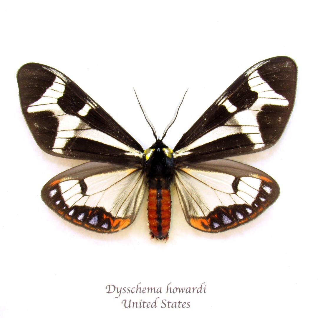 Real Northern Giant Flag Moth Framed Taxidermy Dysschema Howardi - Etsy