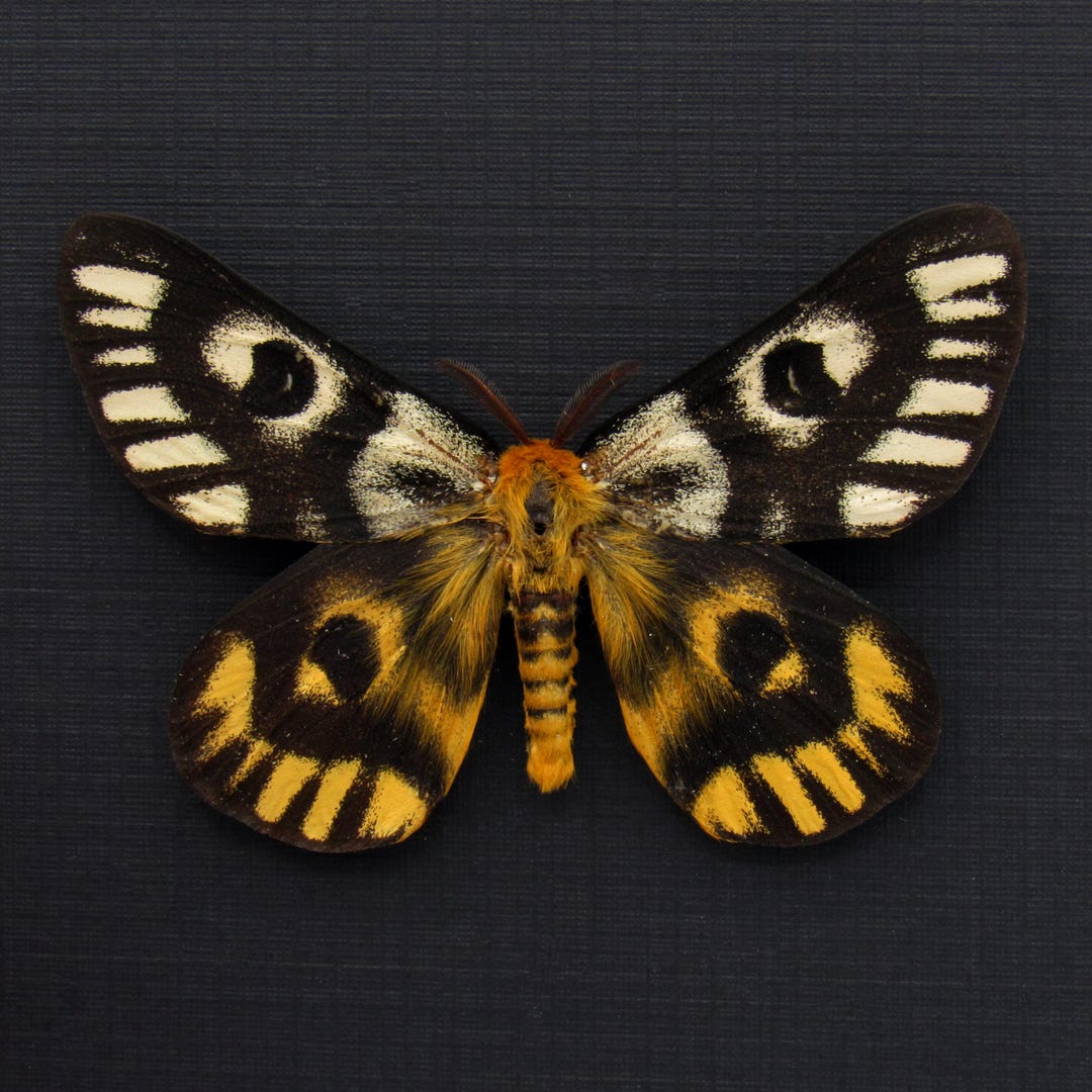 Real Rare Western Sheep Moth Framed Taxidermy - Hemileuca Eglanterina ...