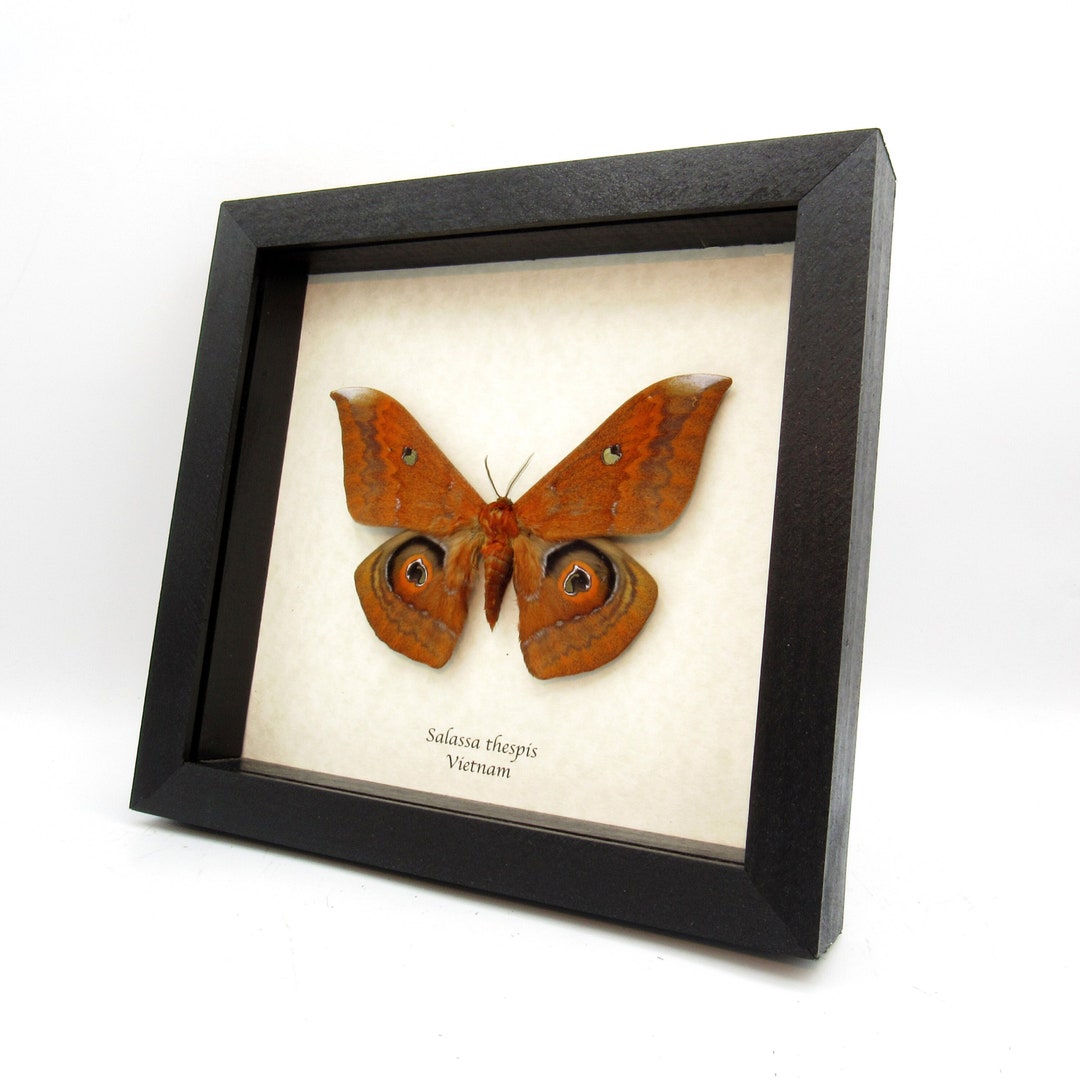Real Giant Saturn Moth Framed Taxidermy Salassa Thespis XL Size - Etsy