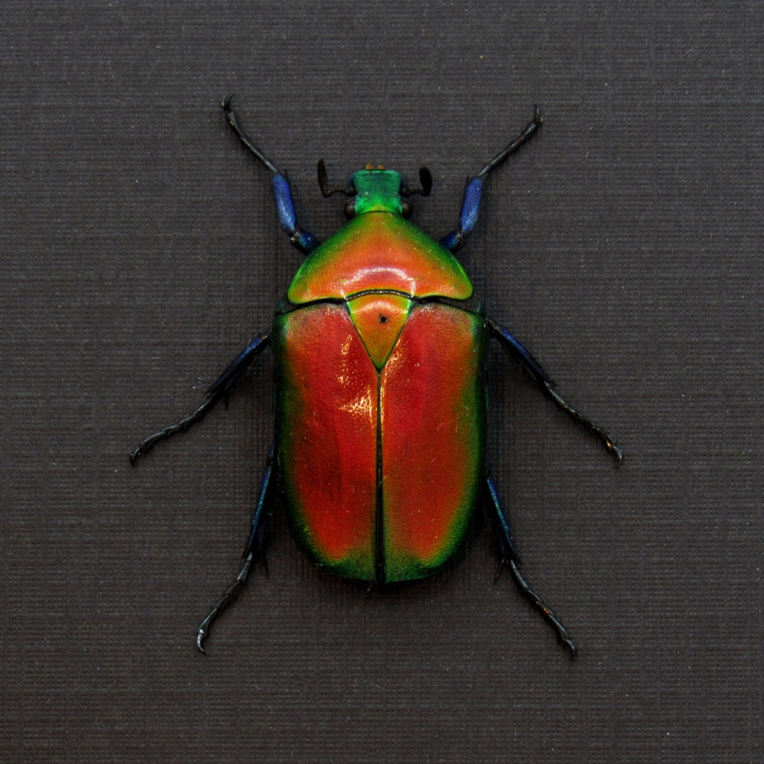 Real Red Metallic Scarab Beetle Framed Taxidermy Torynorrhina Flammea ...
