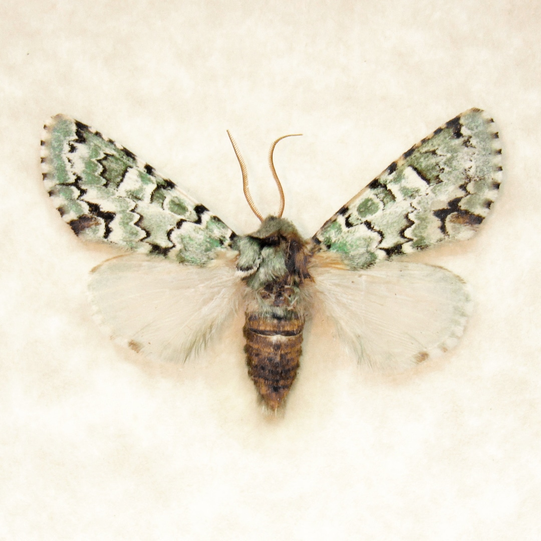 Real Tiny Green Lichen Noctuid Moth Framed Taxidermy Miracavira ...