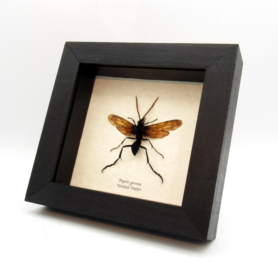 Real Large Tarantula Hawk Wasp Framed Taxidermy Pepsis - Etsy