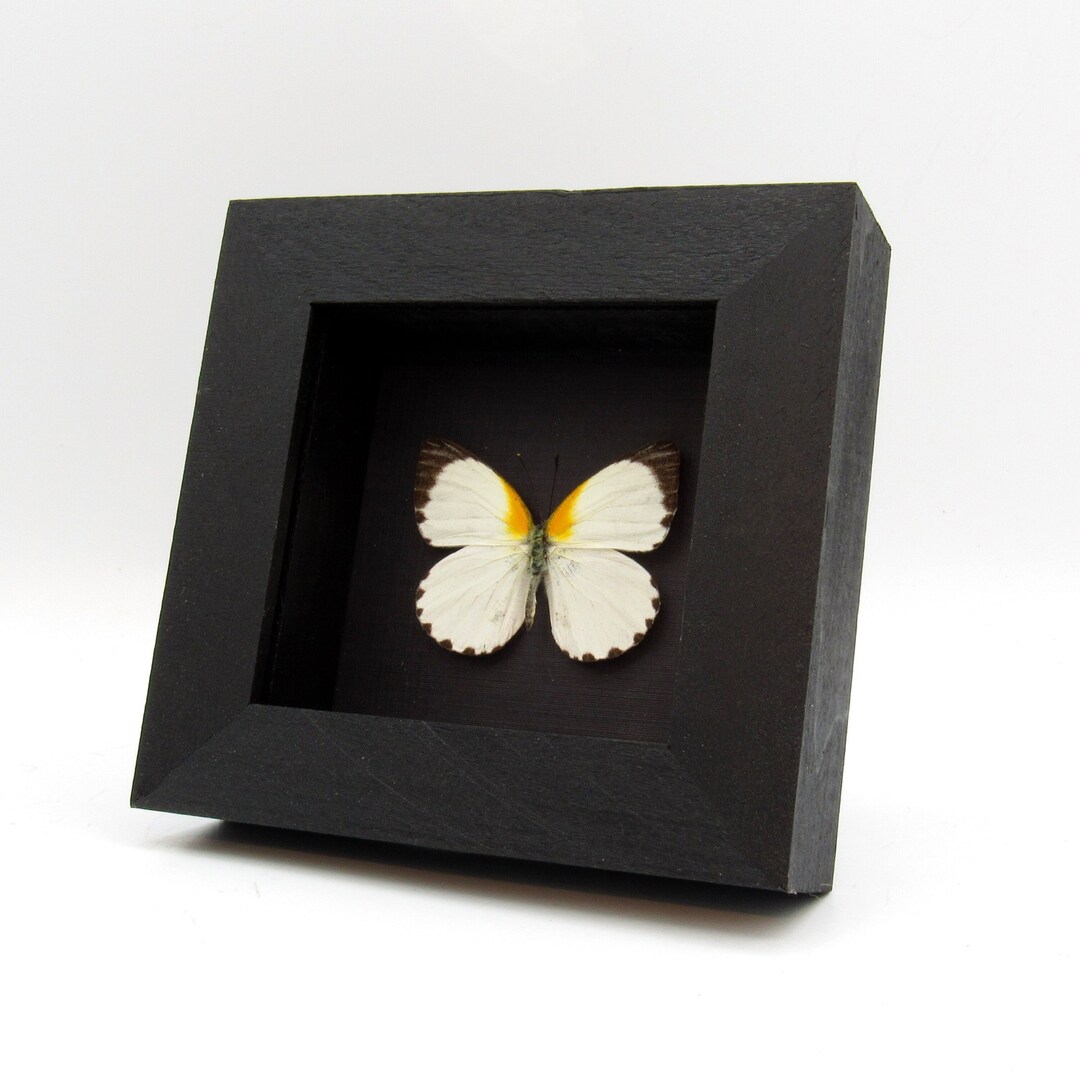 Real White Dotted Border Butterfly Framed Taxideremy - Mylothris ...