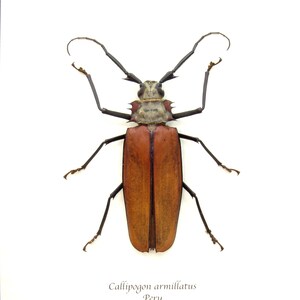 Real Giant Longhorn Beetle Framed Taxidermy - Callipogon Armillatus ...