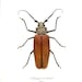 Real Giant Longhorn Beetle Framed Taxidermy - Callipogon Armillatus ...