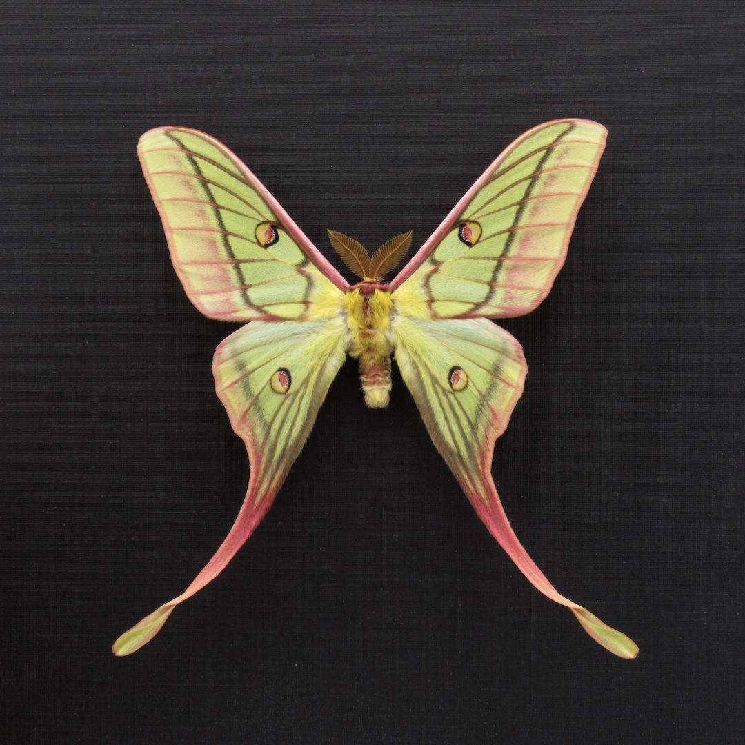 Very Rare Hybrid Moon Moth Framed Taxidermy Actias Dubernardi X ...