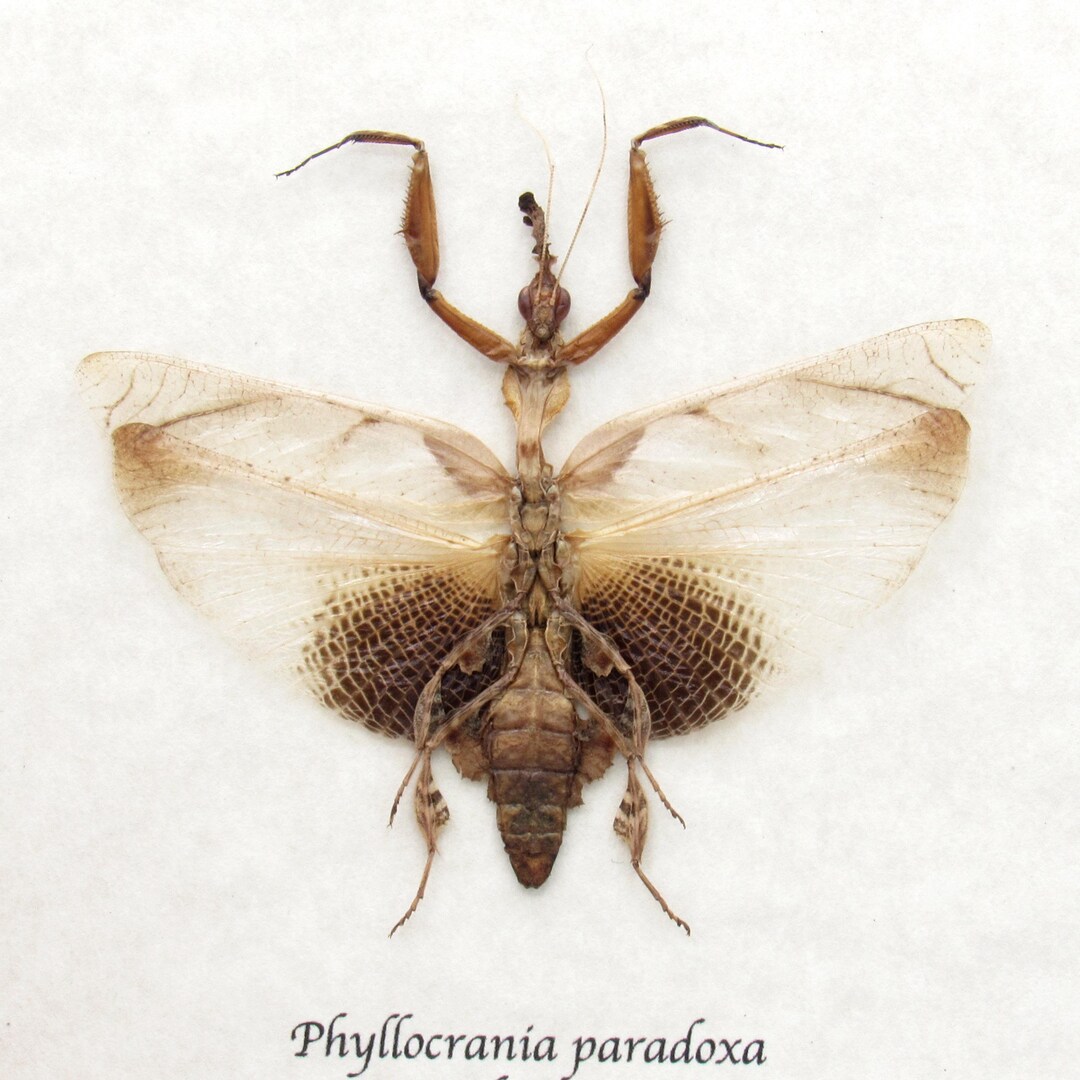 Rare Ghost Mantis Framed Taxidermy - Phyllocrania Paradoxa - Etsy