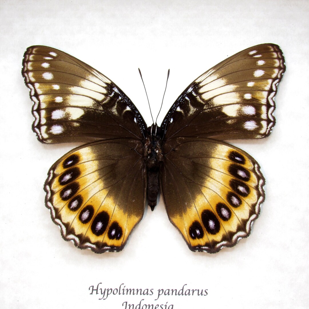 Real Large Butterfly Framed Taxidermy Hypolimnas Pandarus - Etsy