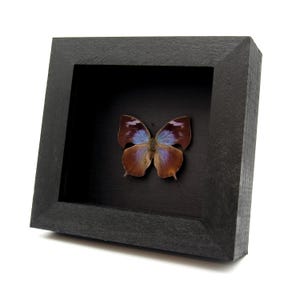 Rare Blue Leafwing Butterfly Framed Memphis Forreri Female - Etsy