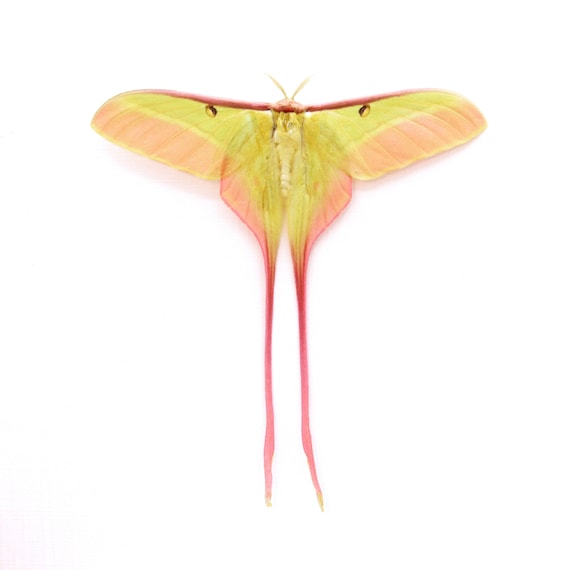Chinese Luna Moth