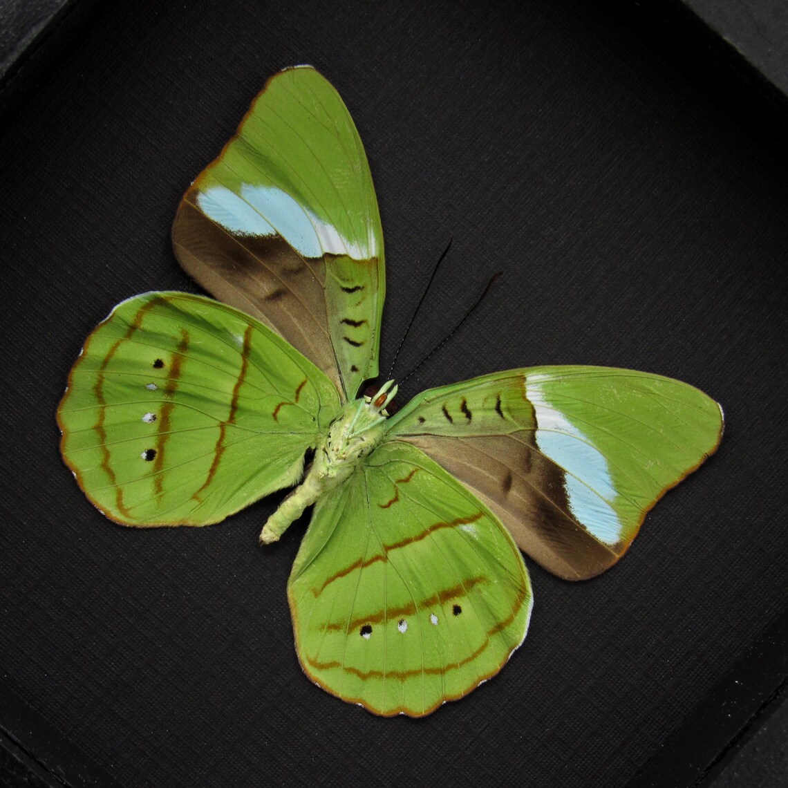 Real Green Olivewing Butterfly Framed Taxidermy - Nessaea Hewitsoni - Etsy