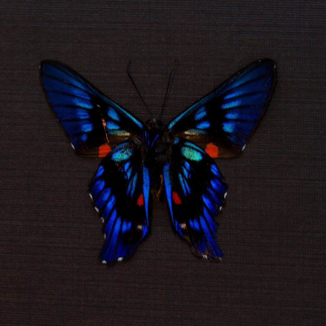 Real Blue Metalmark Butterfly Framed Taxidermy - Ancyluris Meliboeus - Etsy