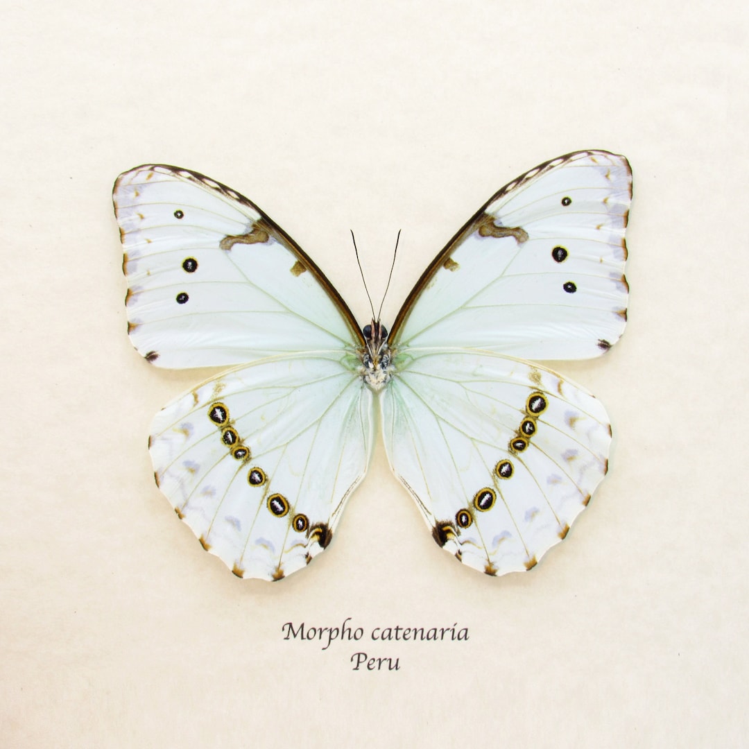 Real Pale Green Morpho Butterfly Framed Taxidermy - Morpho Catenaria - Etsy