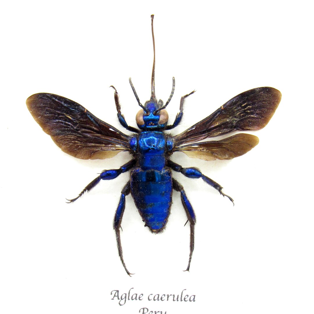 Rare XL Blue Cuckoo-orchid Bee Framed Specimen - Aglae Caerulea - Etsy