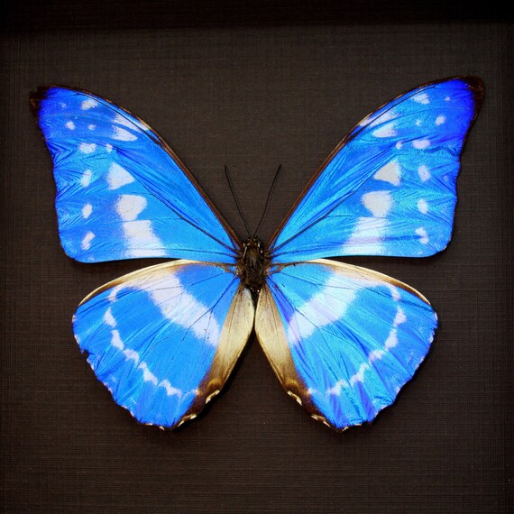Rare Metallic Blue Butterfly Framed Taxidermy Morpho Cypris | Etsy