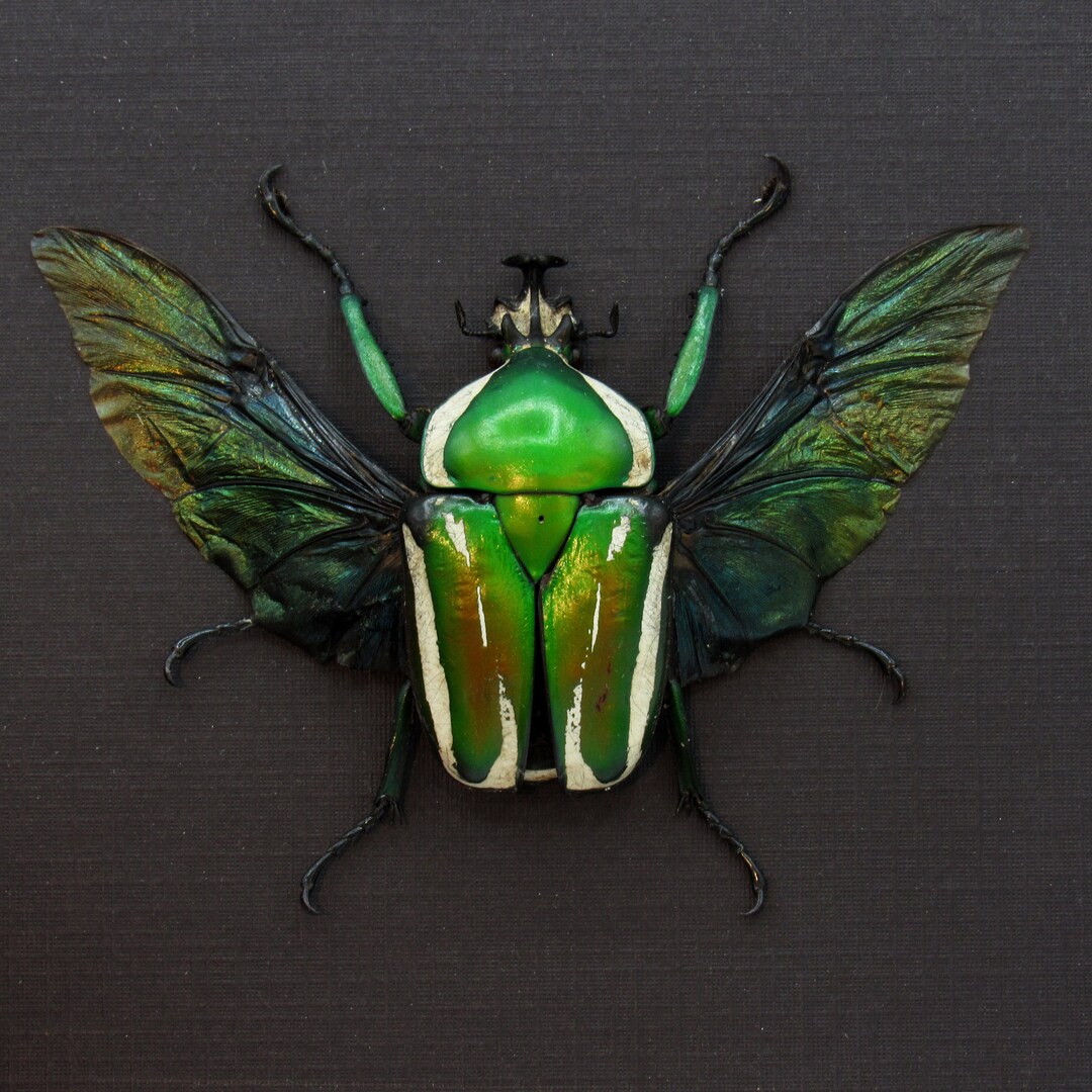 Real Metallic Green Scarab Beetle Framed Taxidermy Dicronorhina ...