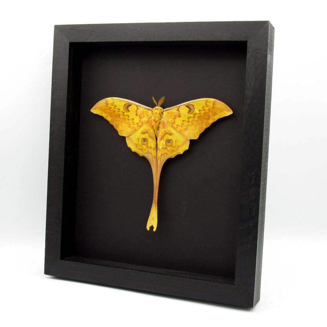 Rare Giant Moon Moth Framed Taxidermy - Actias Groenendaeli Acutapex ...