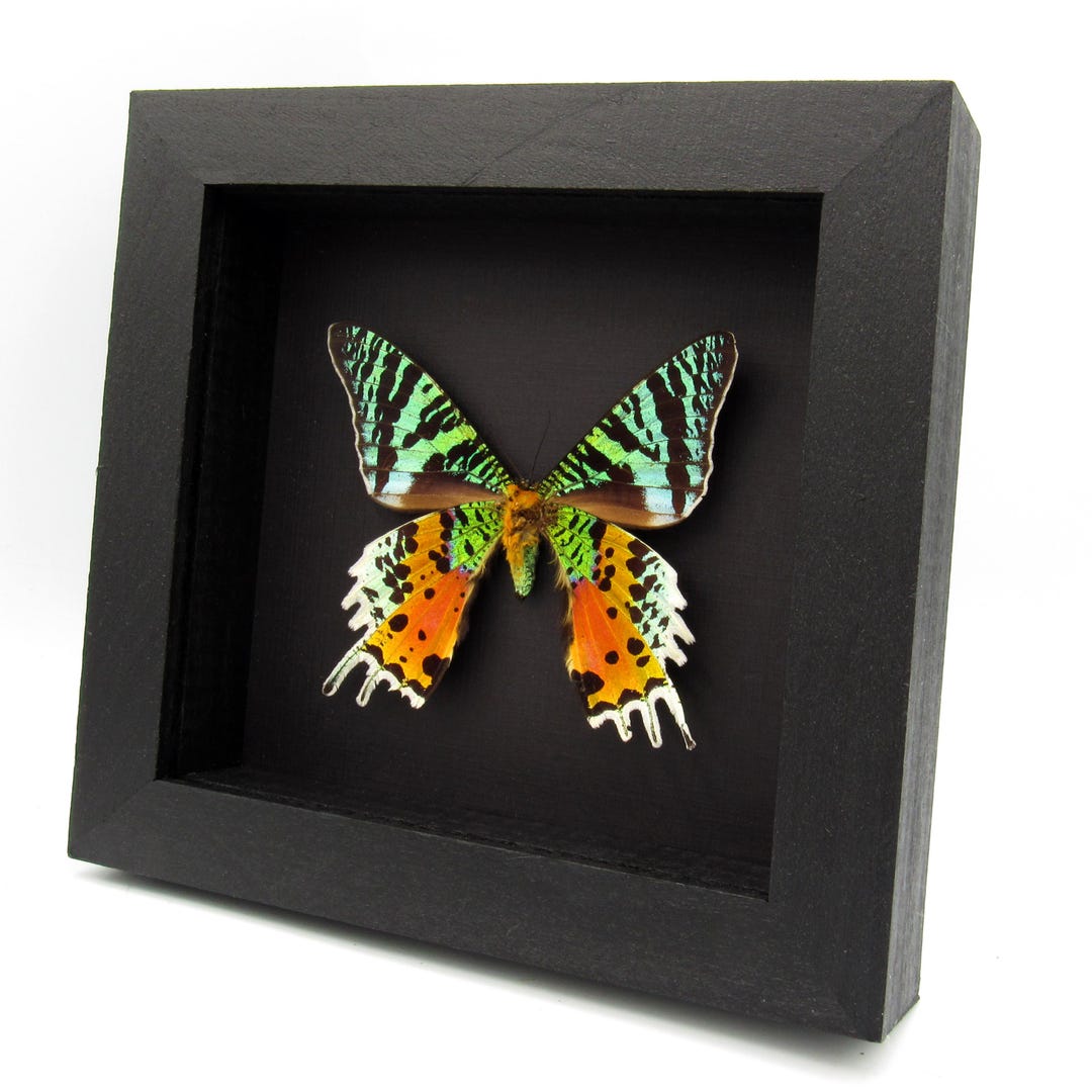 Real Large Female Sunset Moth Framed Taxidermy - Urania Ripheus - Etsy
