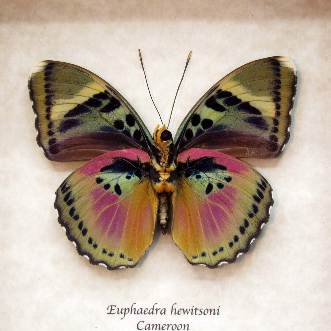 Real Fuchsia Forester Butterfly Framed Taxidermy Euphaedra - Etsy