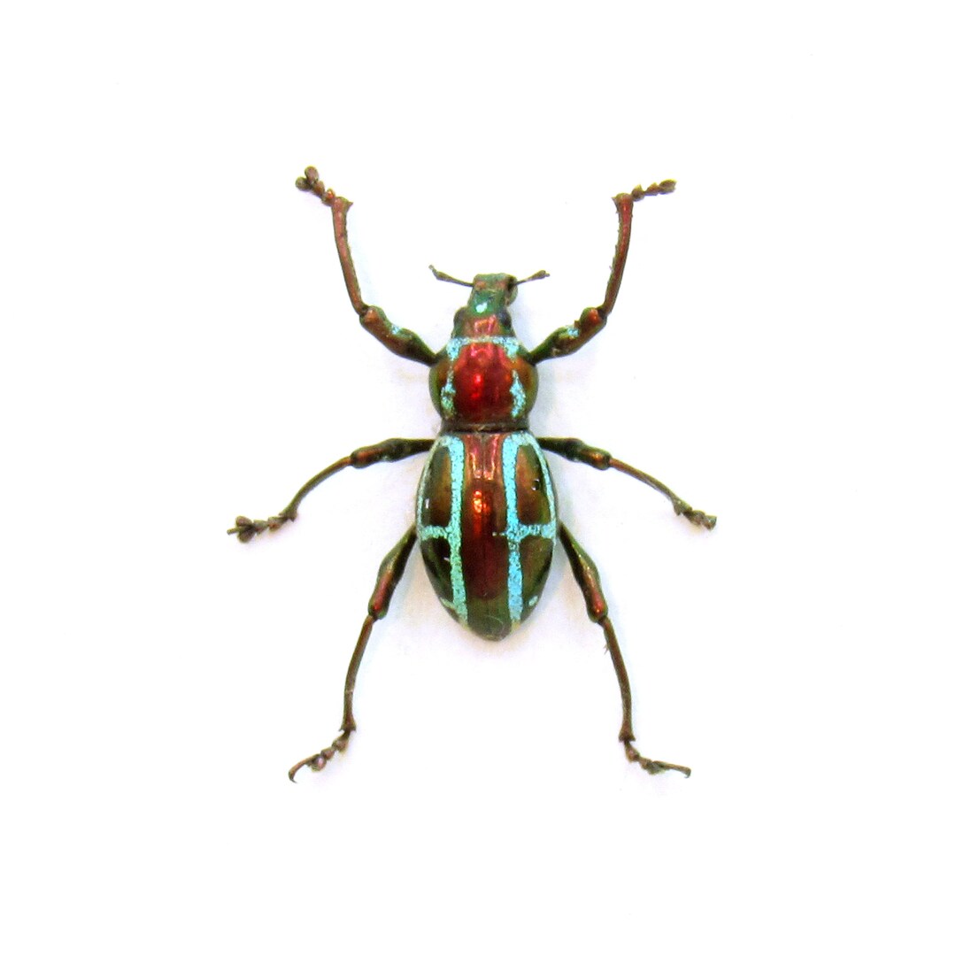 WEEVIL MANIA! Real Metallic Red and Green Weevil Framed Taxidermy ...