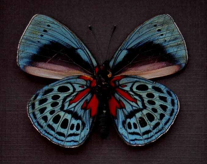 Real Blood Red Butterfly Framed Taxidermy Asterope Optima | Etsy