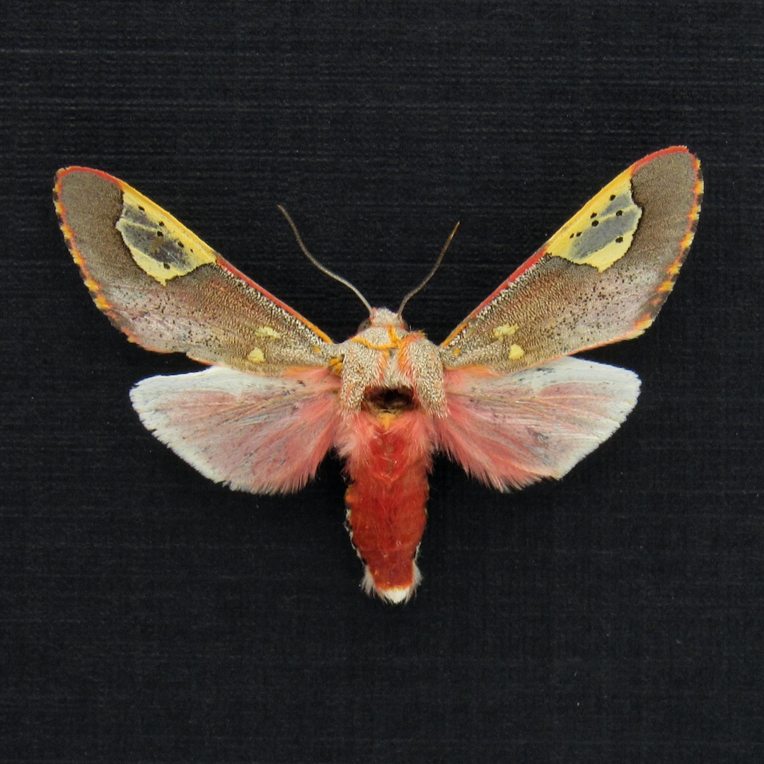 Rare Tiny Red Noctuid Moth Framed Taxidermy - Bertholdia Trigona - Etsy