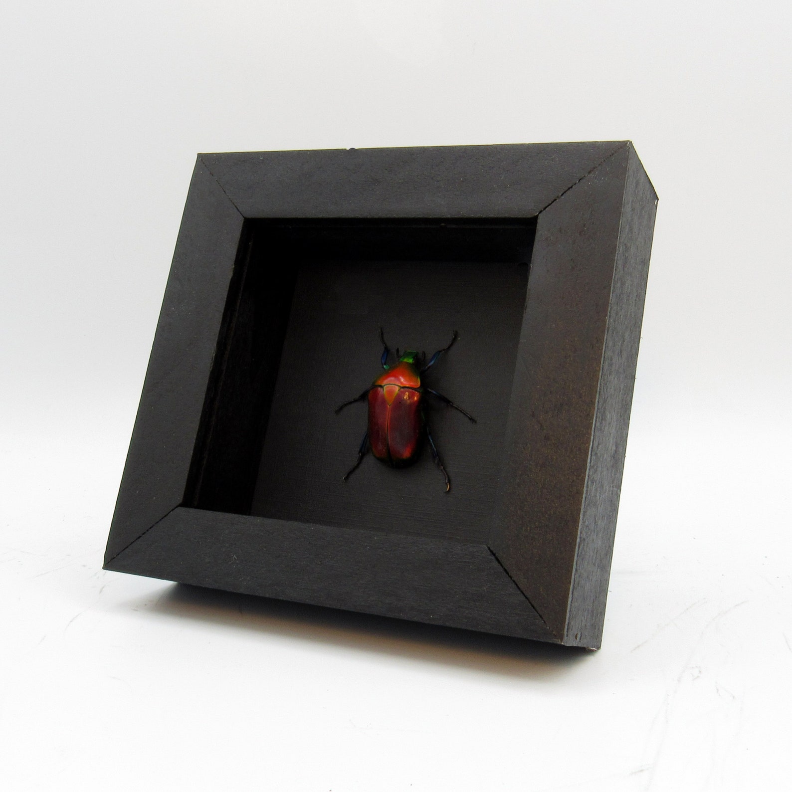 Real Red Metallic Scarab Beetle Framed Taxidermy - Etsy Canada