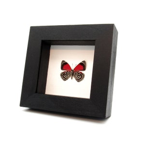 Real Cramer's 88 Butterfly Framed Taxidermy Diaethria Clymena - Etsy