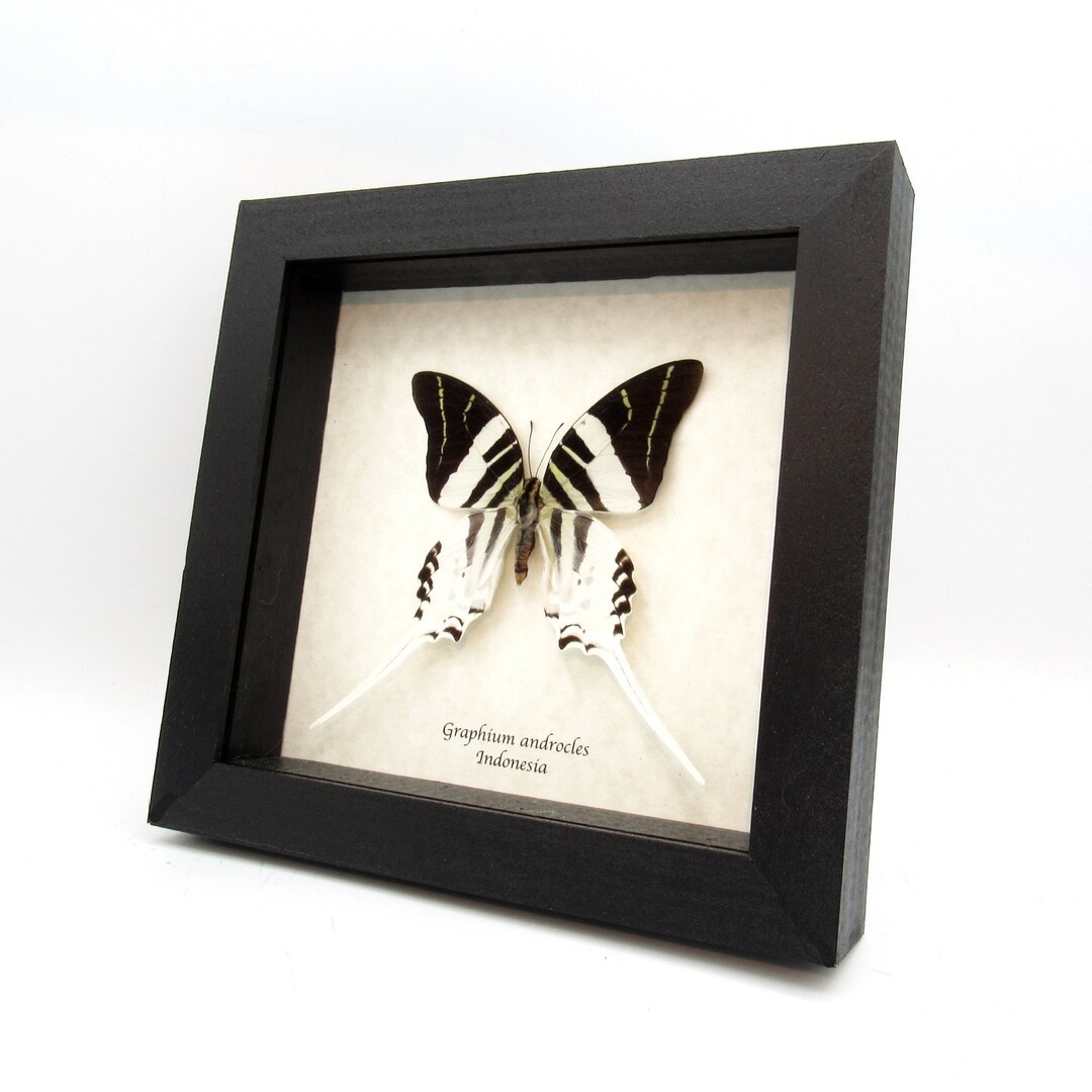 Real Giant Swordtail Butterfly Framed Taxidermy Graphium Androcles - Etsy