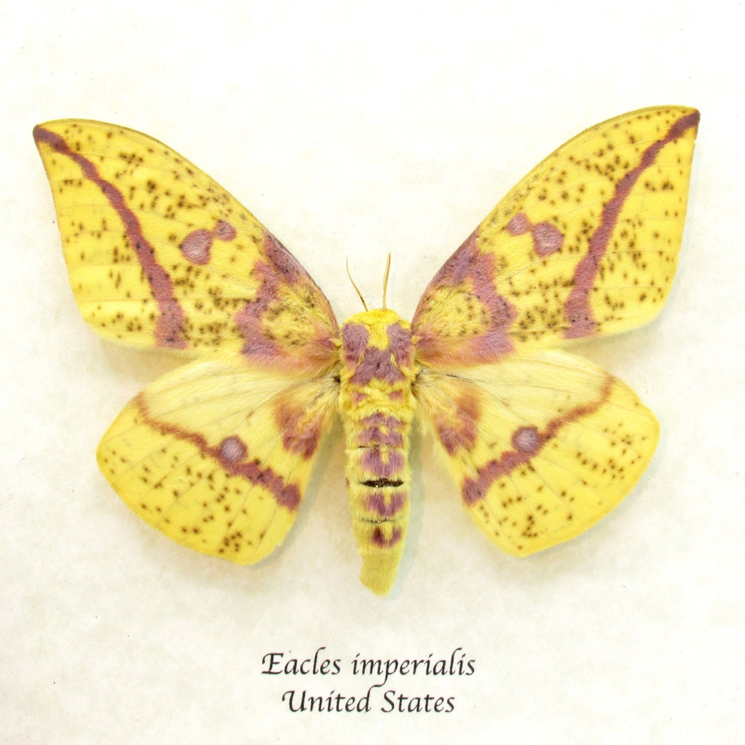 Real Yellow Imperial Moth Framed Taxidermy - Eacles Imperialis - Female ...