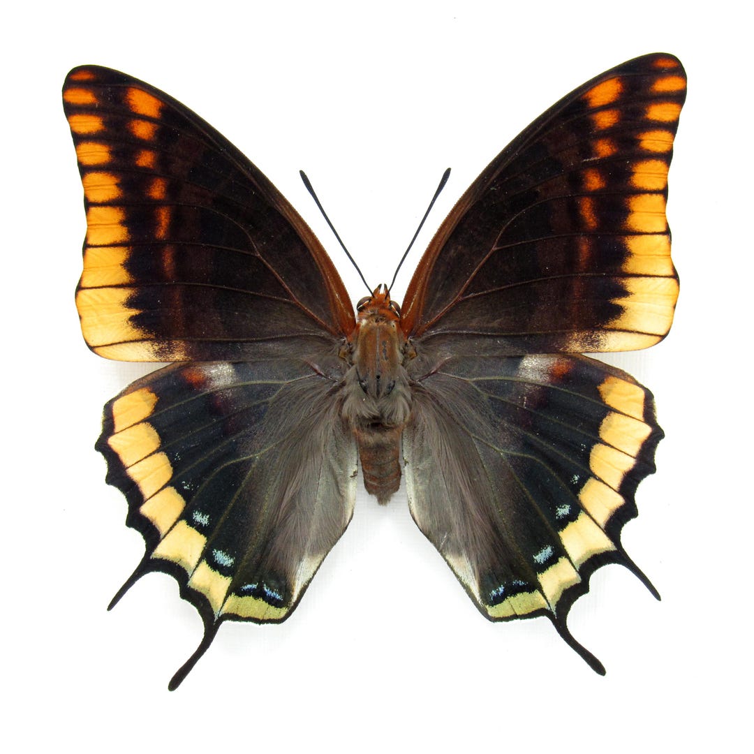 Rare Two-tailed Pasha Butterfly Framed Taxidermy - Charaxes Jasius ...