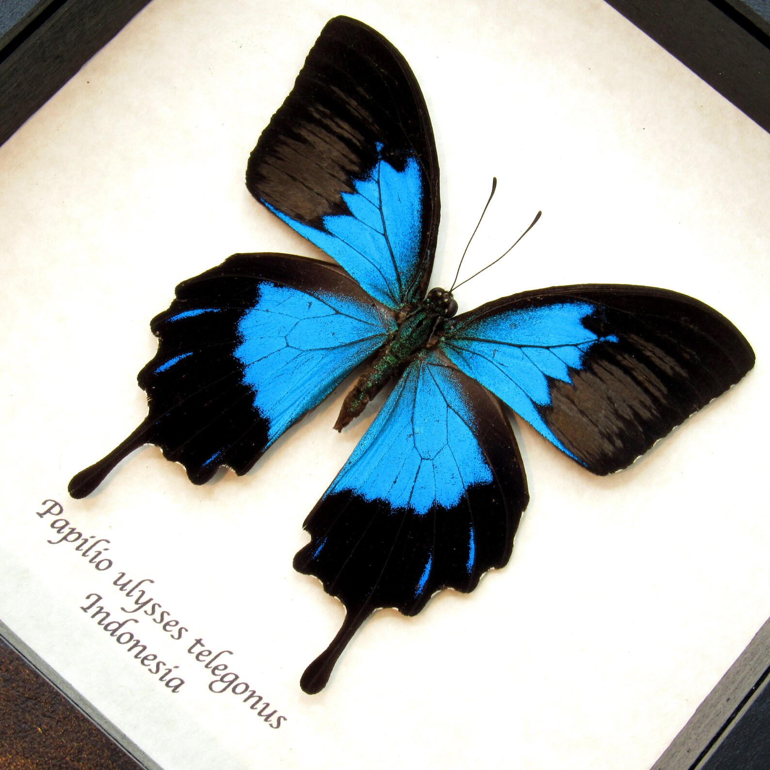 Real Metallic Blue Butterfly Framed Taxidermy Papilio | Etsy