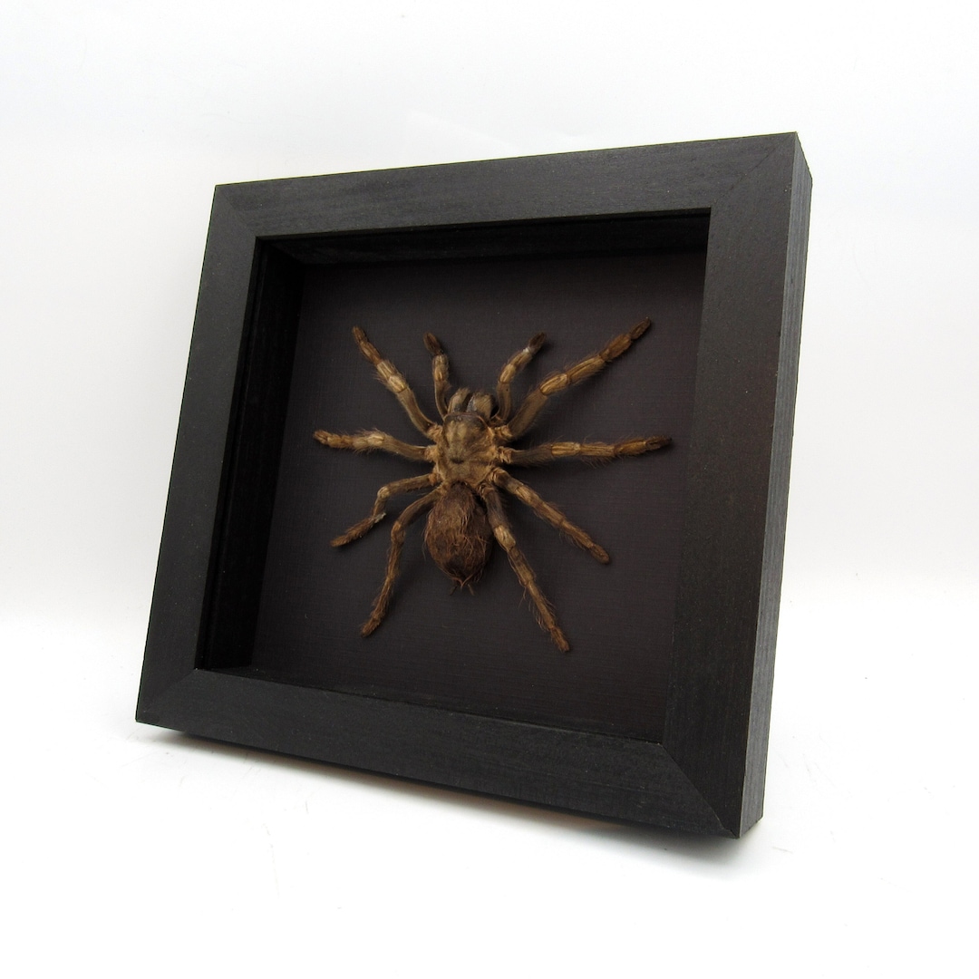 Real Rusty Birdeater Tarantula Framed Acanthoscurria Ferina - Etsy