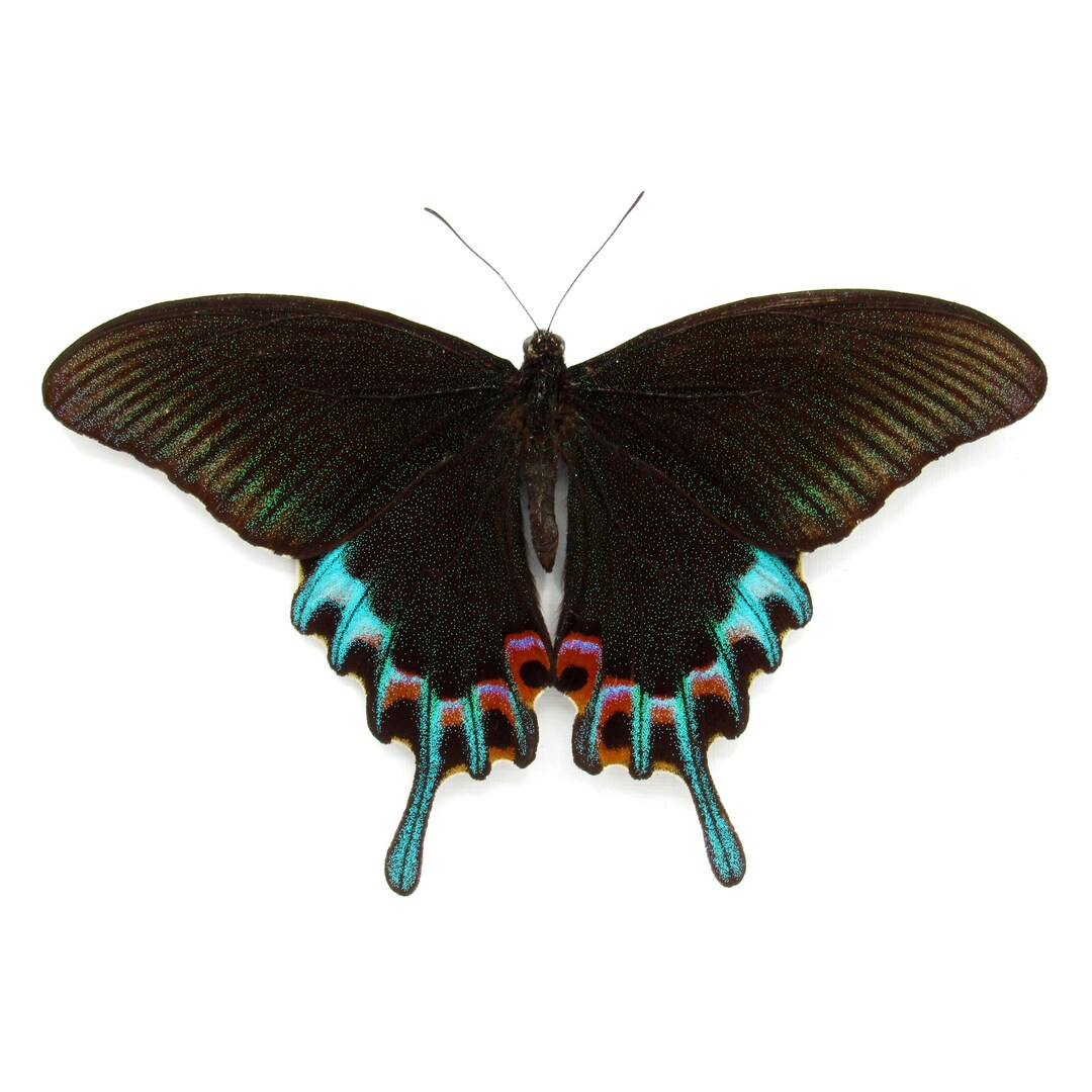 Very Rare Luzon Peacock Swallowtail Butterfly Framed Taxidermy ...