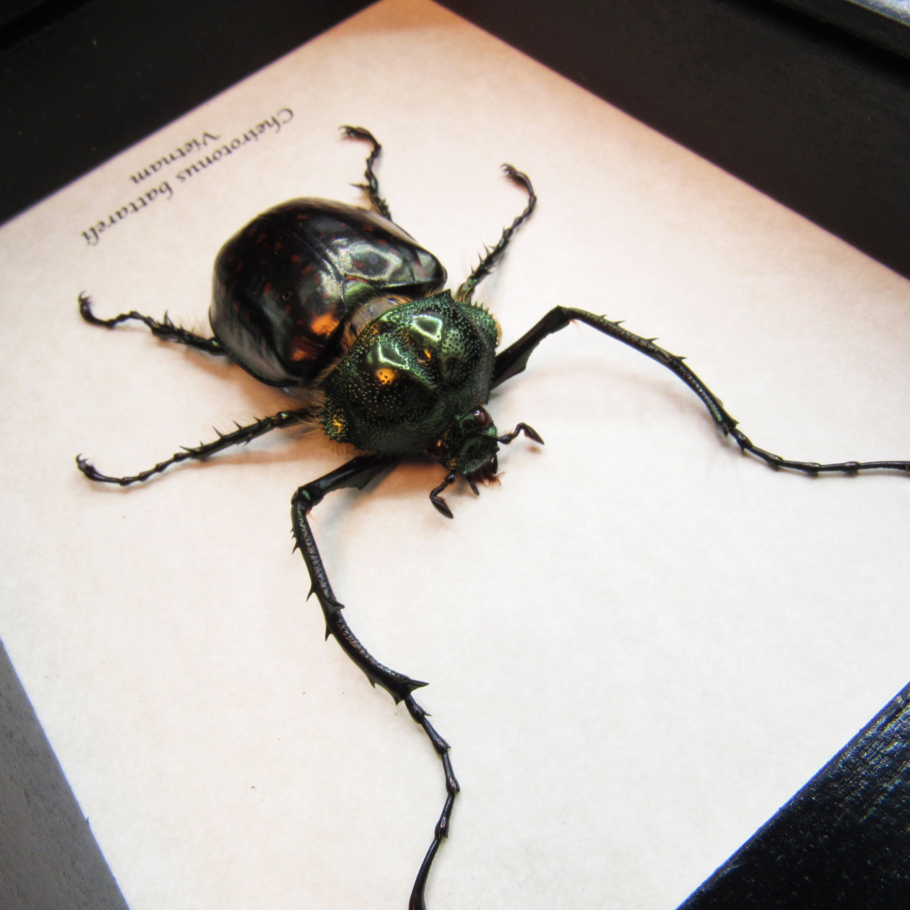 Real Long-armed Scarab beetle framed Cheirotonus battareli | Etsy