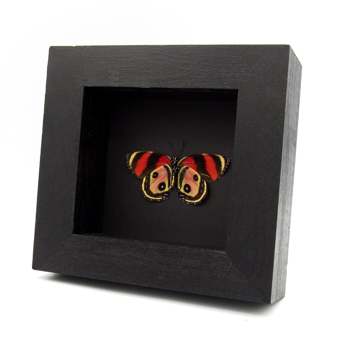 Very Rare Pink Two Eyed Eighty-eight Butterfly Framed Taxidermy ...