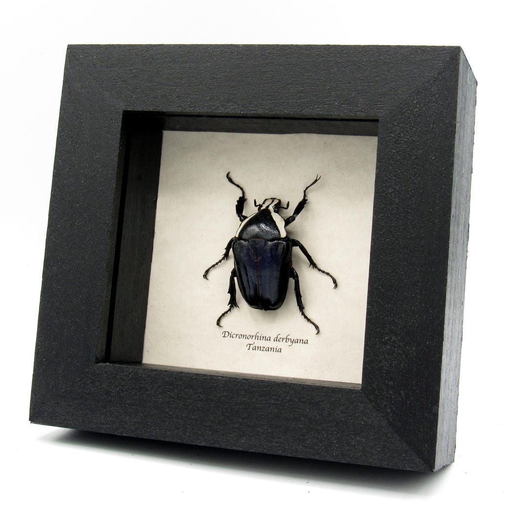 Real Scarab Beetle Framed Taxidermy - Dicronorhina Derbyana - Female ...