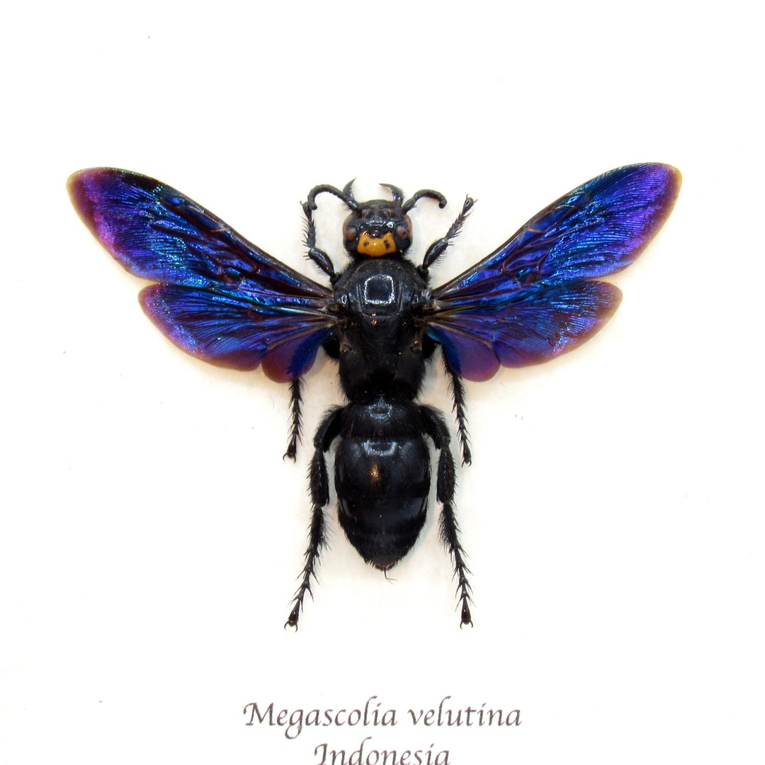 Real Giant Wasp Framed Taxidermy Megascolia Velutina Female - Etsy UK