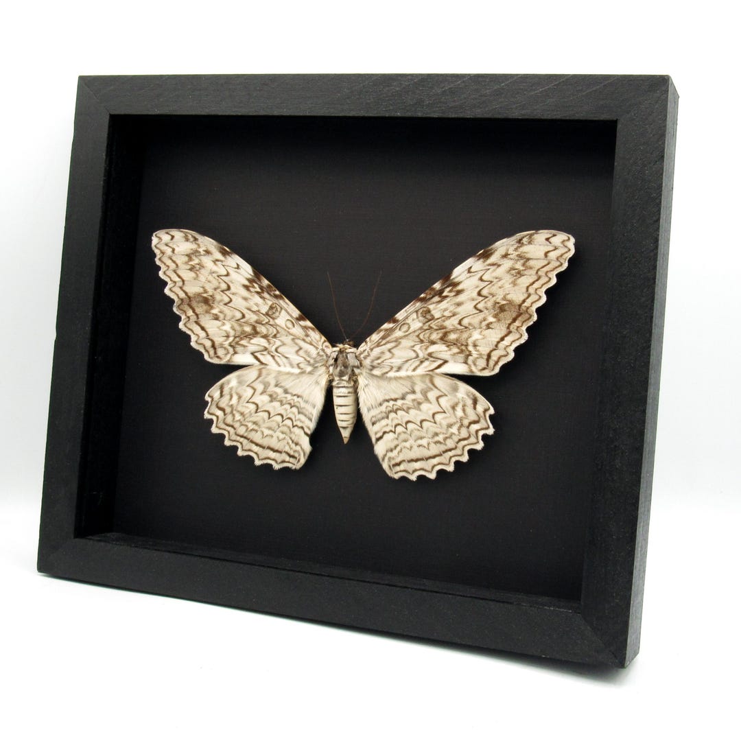 Real Giant White Witch Moth Framed Taxidermy - Thysania Agrippina - 7.7 ...