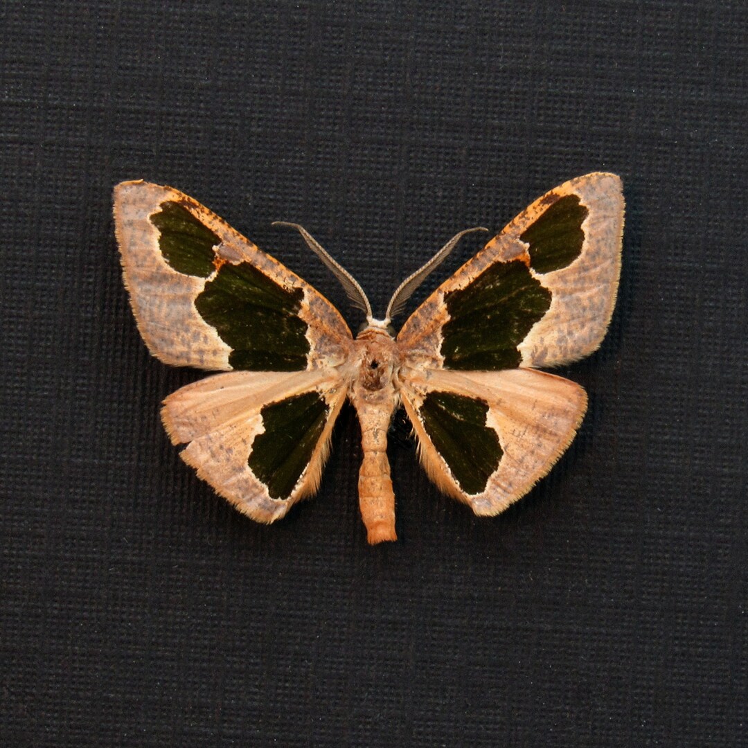 Real Tiny Pink Geometer Moth Framed Taxidermy - Calenna Festivaria - Etsy