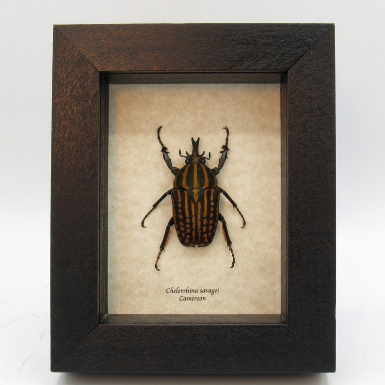 Real Large Scarab Beetle Framed Taxidermy Chelorrhina - Etsy