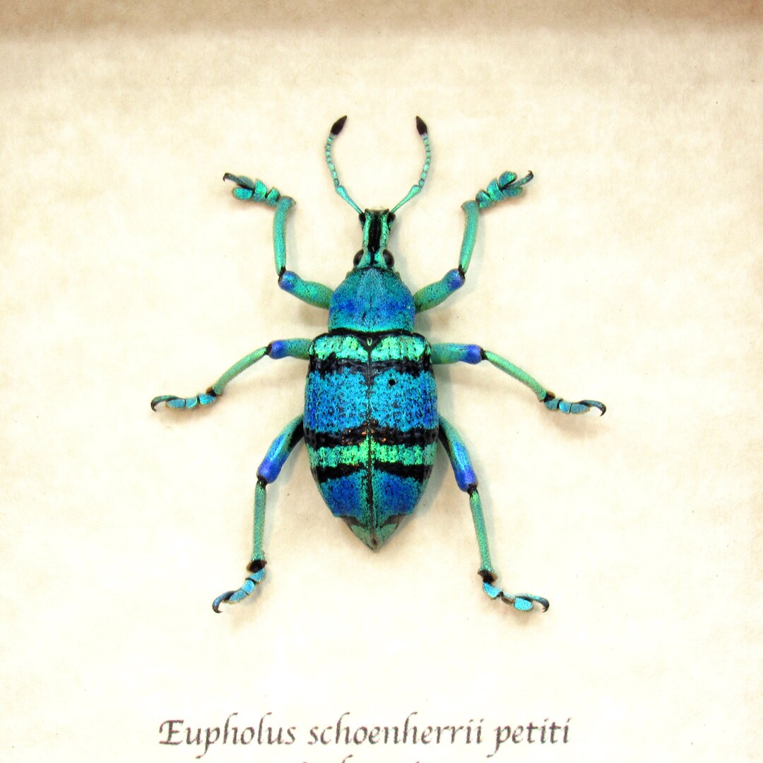 Real Glitter Weevil Framed Beetle Taxidermy Eupholus - Etsy