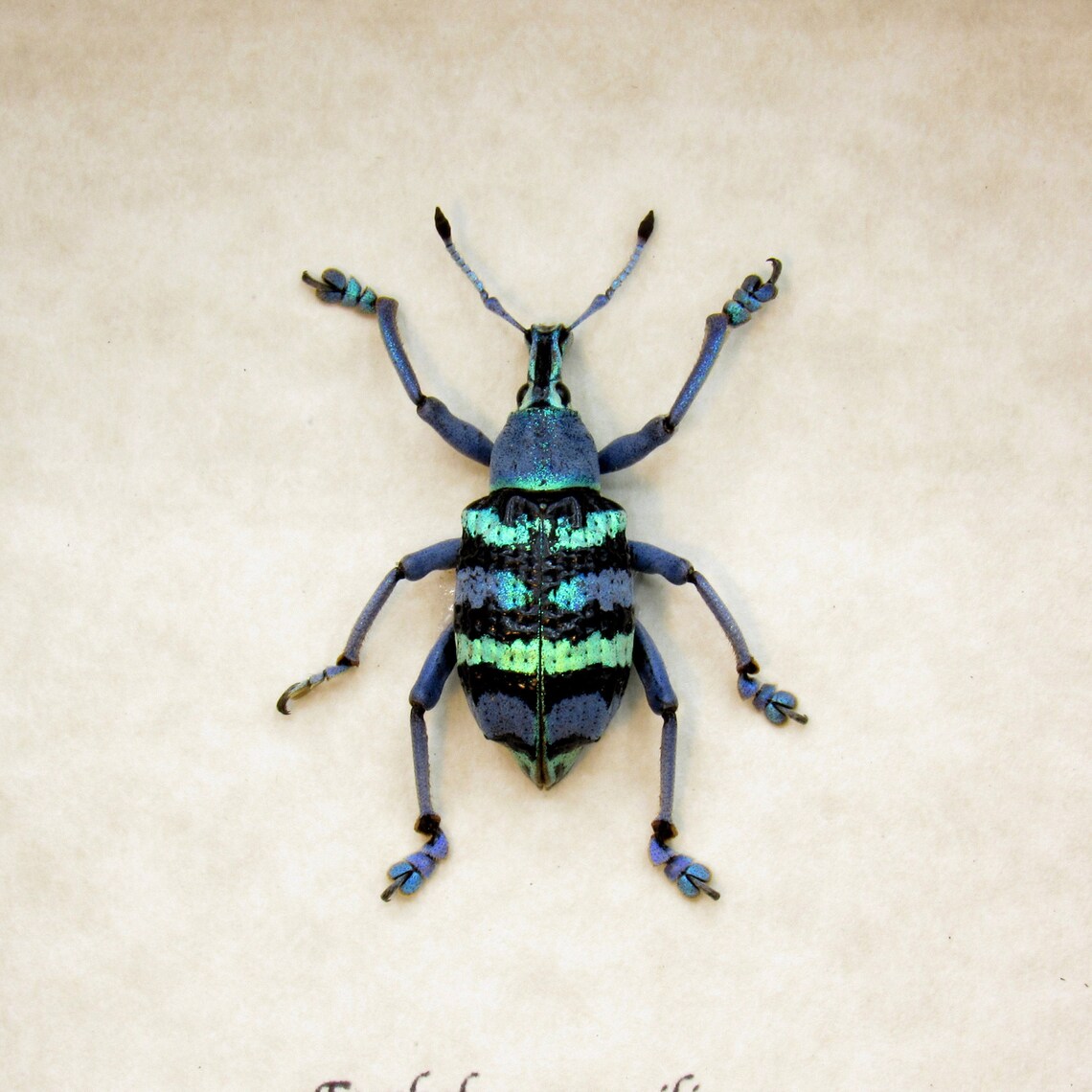 Real Blue Metallic Weevil Framed Taxidermy Eupholus | Etsy UK