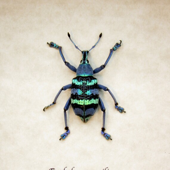 Real Blue Metallic Weevil Framed Taxidermy Eupholus | Etsy UK